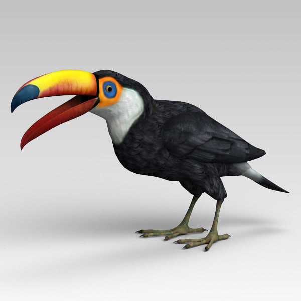 3D Toucan Models | TurboSquid