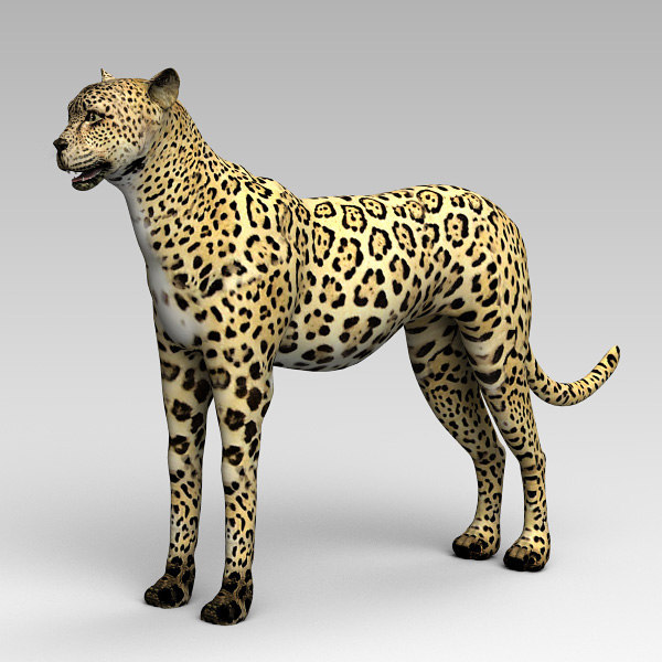 Leopard mammal animal 3D model - TurboSquid 1406156