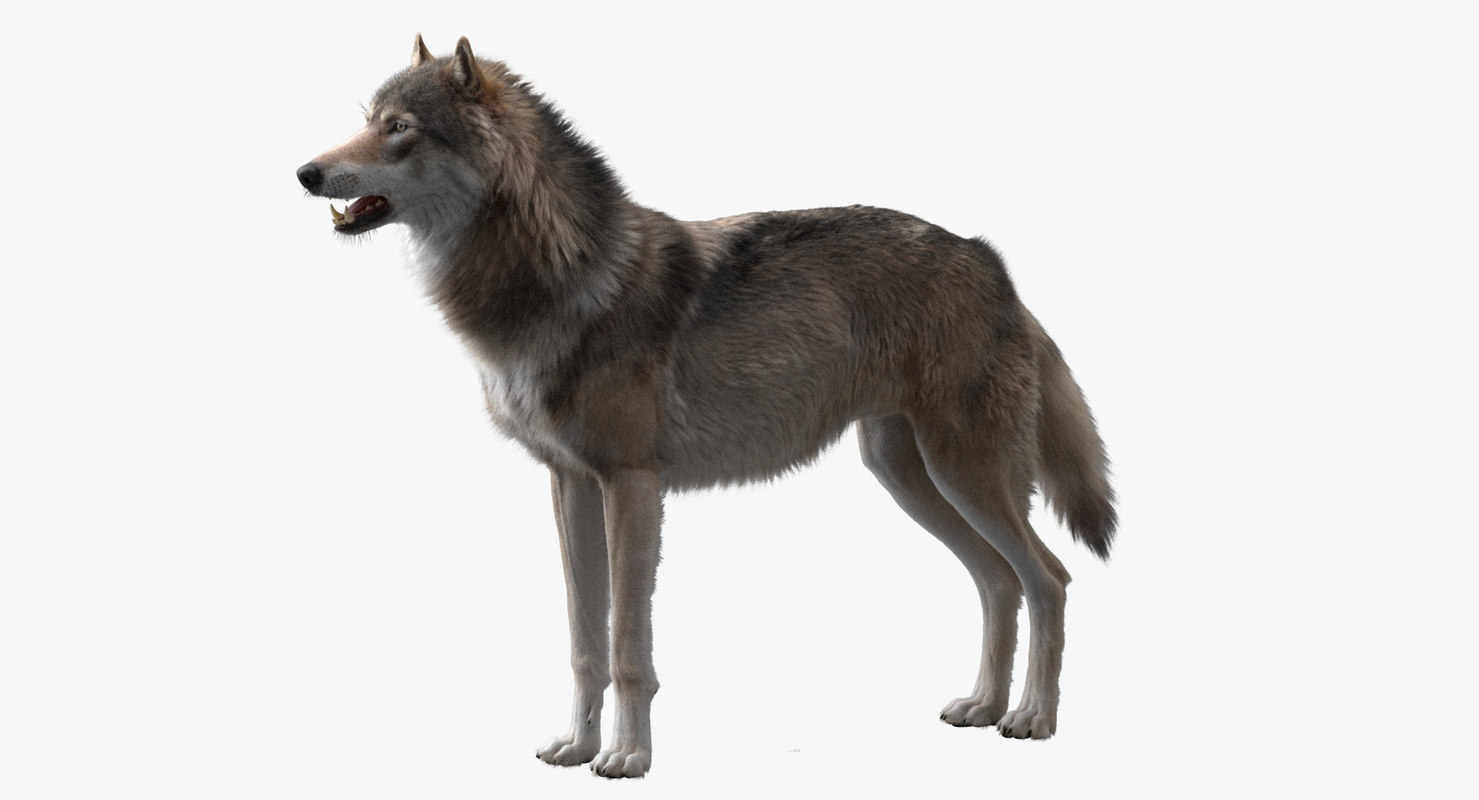 3D wolf model - TurboSquid 1406336