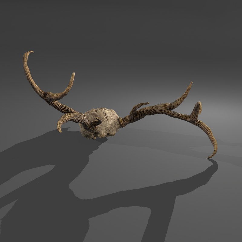 3D stag animal skull model - TurboSquid 1406586
