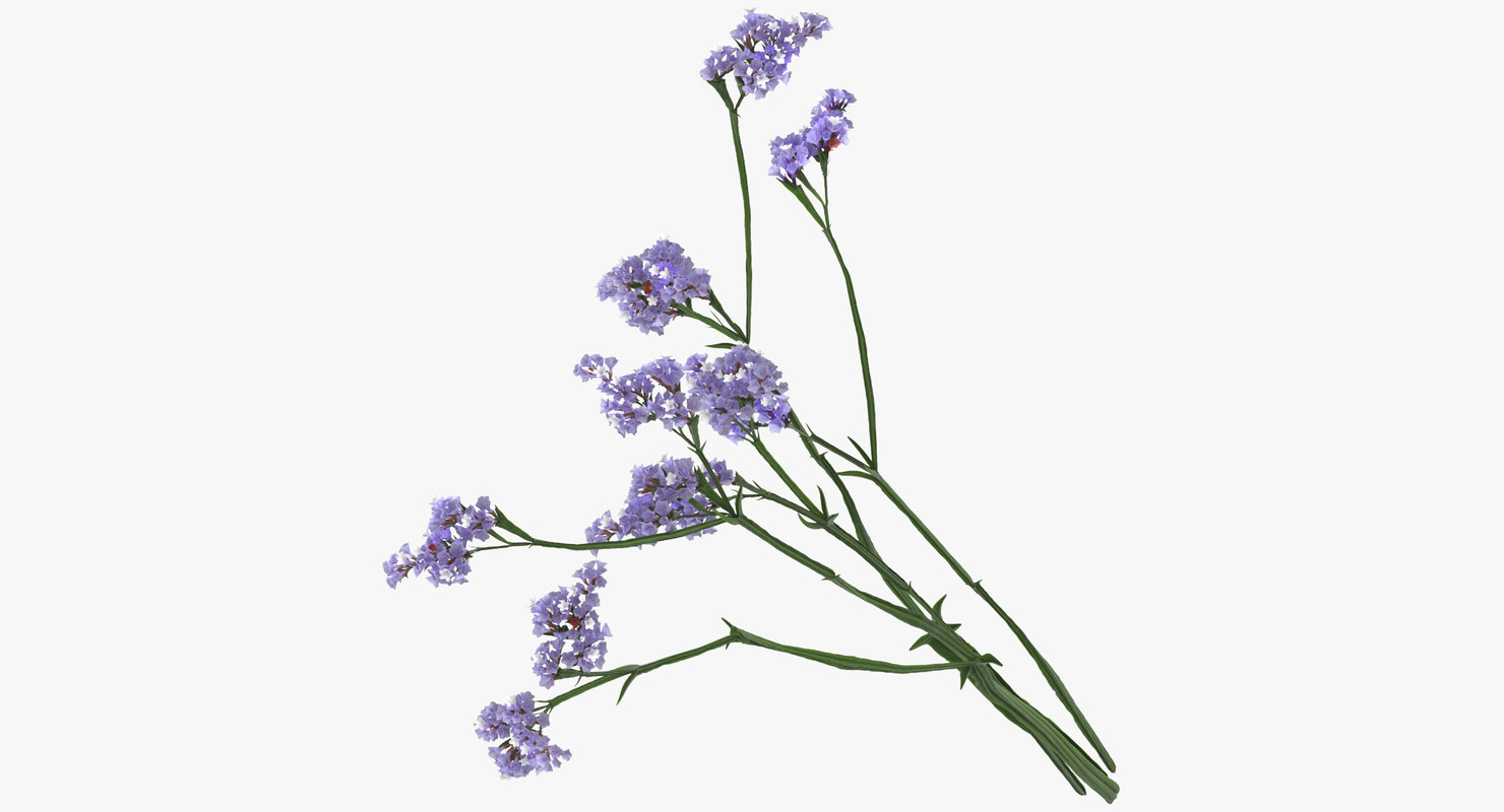 Limonium sinuatum 3D - TurboSquid 1406699
