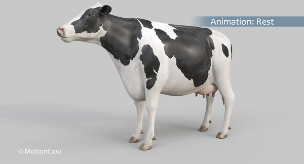 Cow holstein pro animations 3D model - TurboSquid 1407255