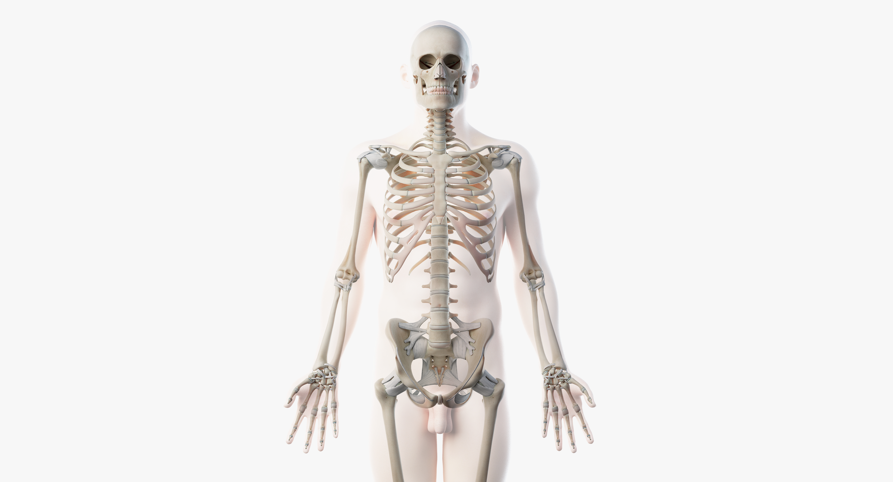 Male skin skeleton rigged 3D model - TurboSquid 1390112