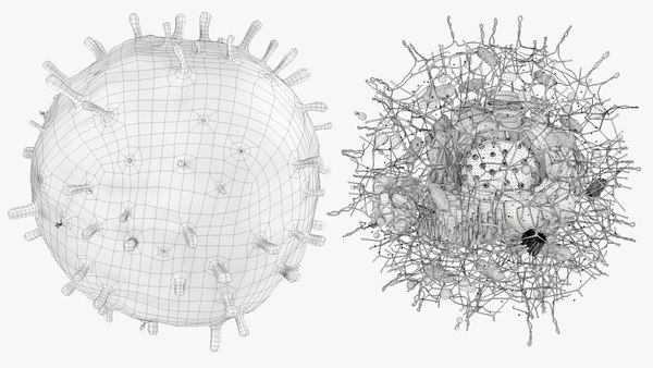Human cell nucleus 3D model - TurboSquid 1408314
