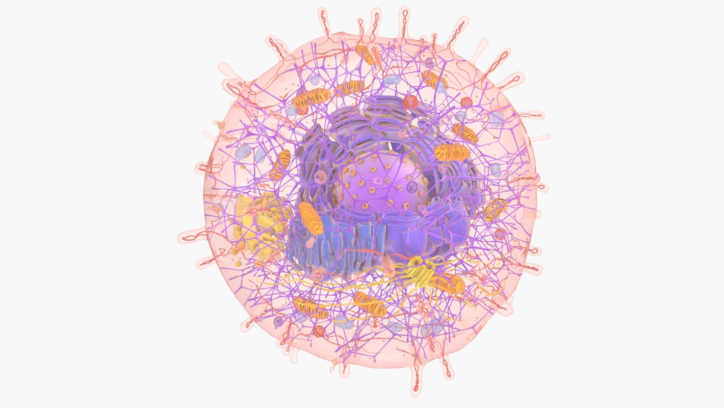 Human cell nucleus 3D model - TurboSquid 1408314