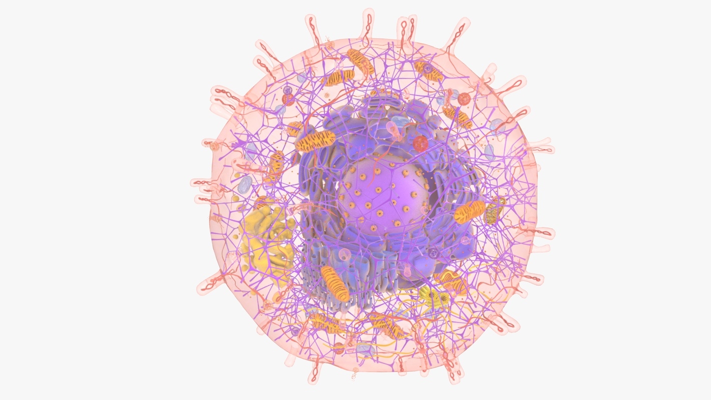 Human cell nucleus 3D model - TurboSquid 1408314