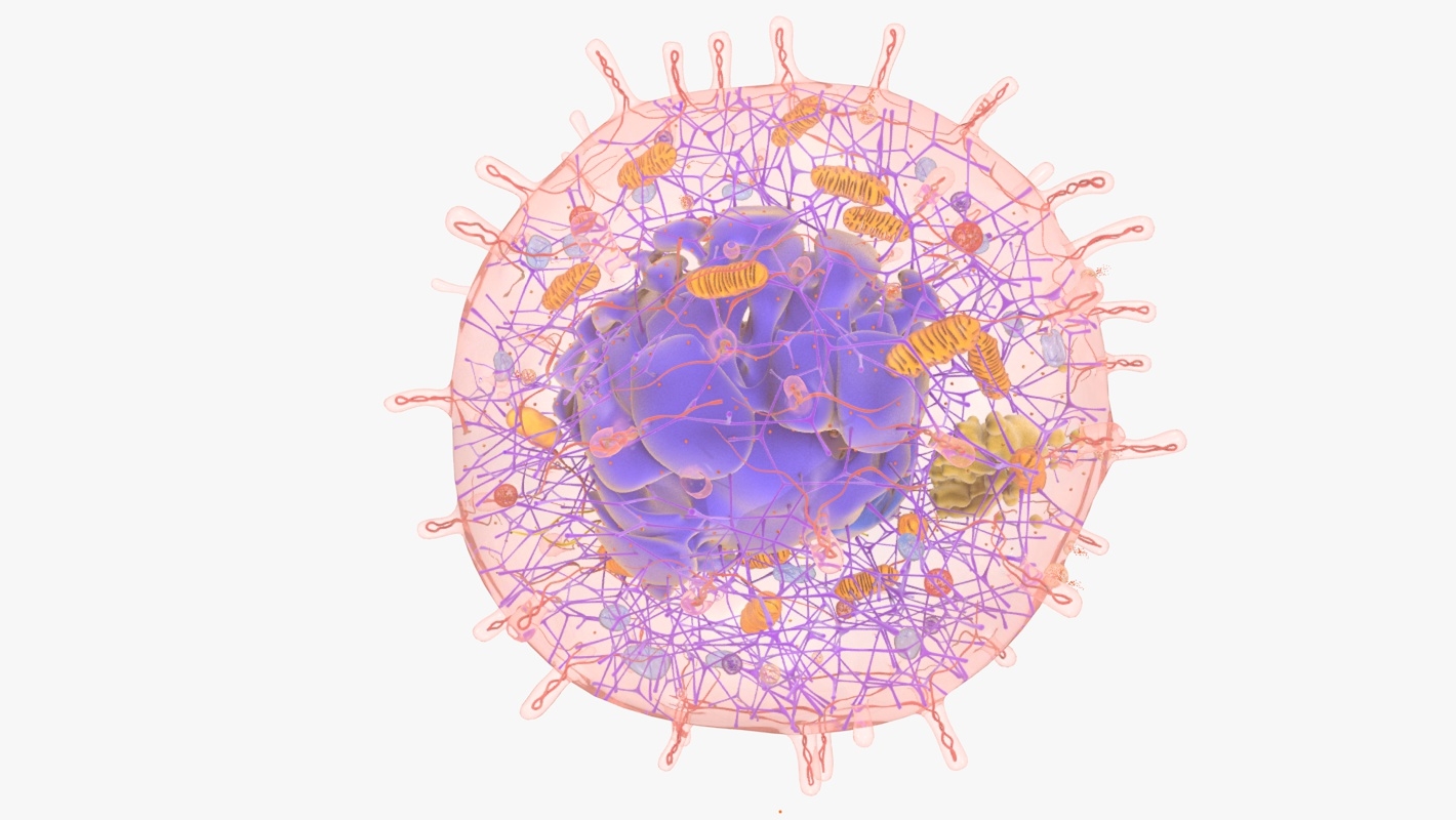 Human cell nucleus 3D model - TurboSquid 1408314