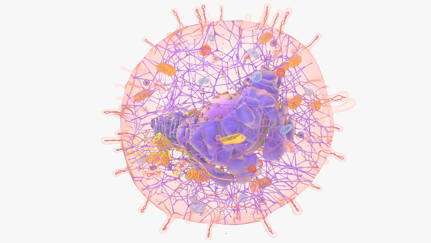 Human cell nucleus 3D model - TurboSquid 1408314