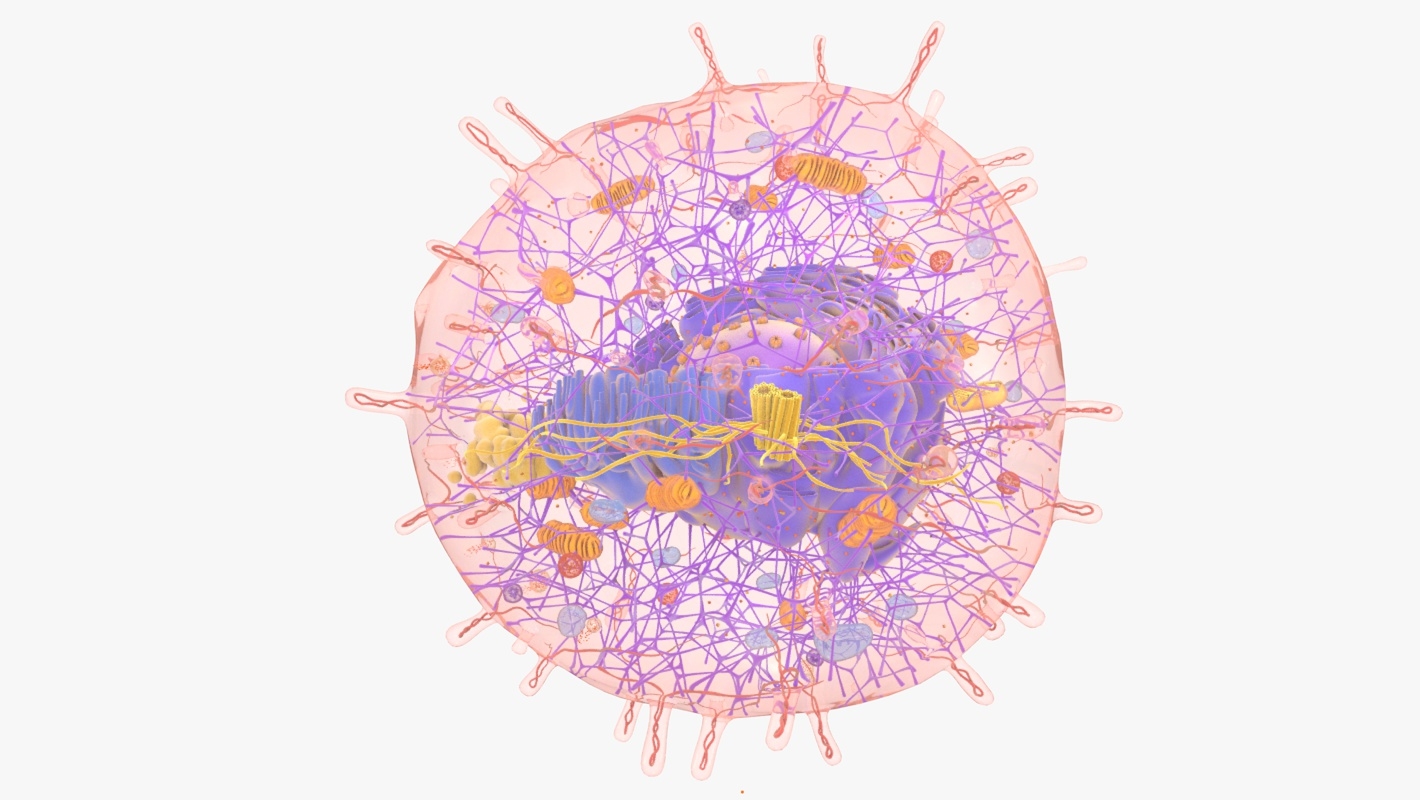 Human cell nucleus 3D model - TurboSquid 1408314