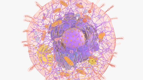 Human cell nucleus 3D model - TurboSquid 1408314