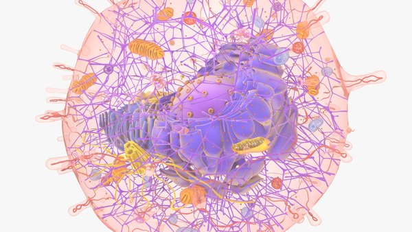 Human cell nucleus 3D model - TurboSquid 1408314