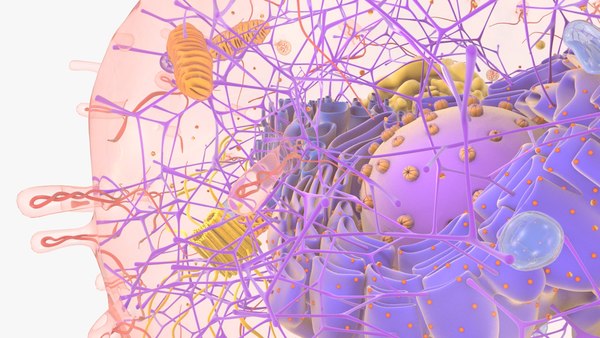 Human cell nucleus 3D model - TurboSquid 1408314