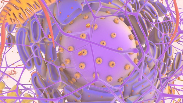 Human cell nucleus 3D model - TurboSquid 1408314