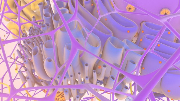 Human cell nucleus 3D model - TurboSquid 1408314