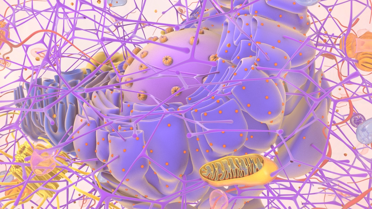 Human cell nucleus 3D model - TurboSquid 1408314