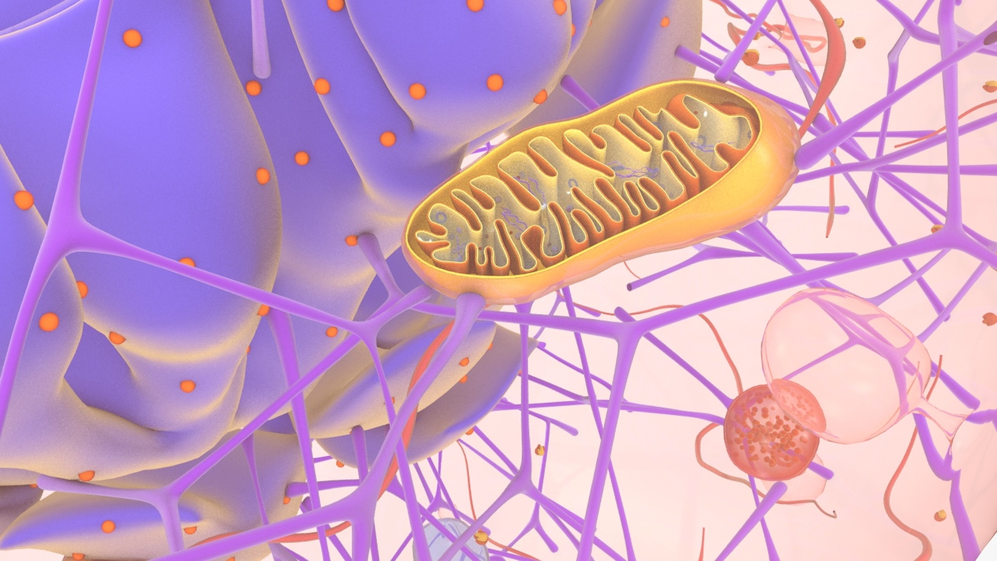 Human cell nucleus 3D model - TurboSquid 1408314