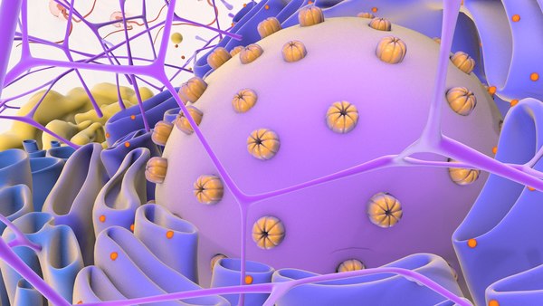 Human cell nucleus 3D model - TurboSquid 1408314