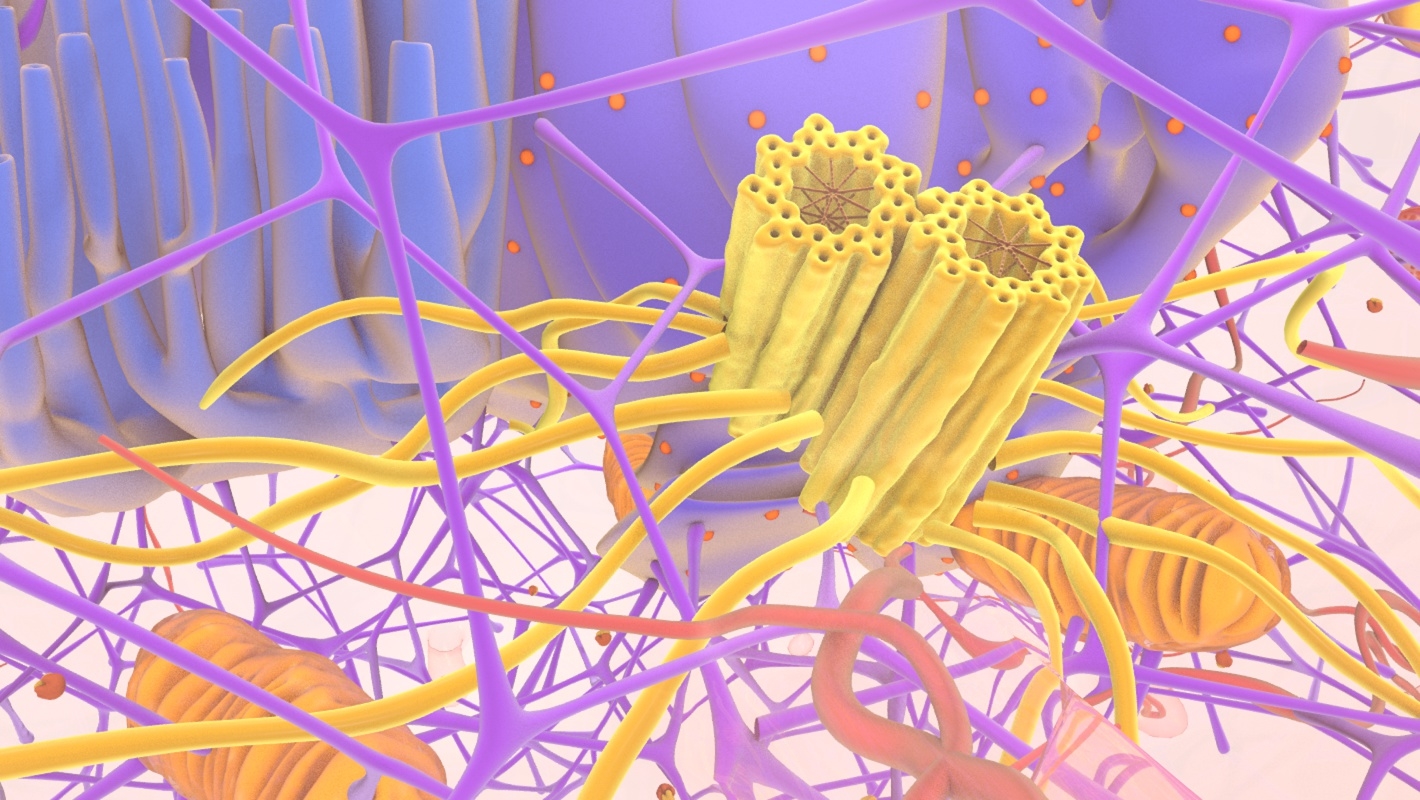 Human cell nucleus 3D model - TurboSquid 1408314