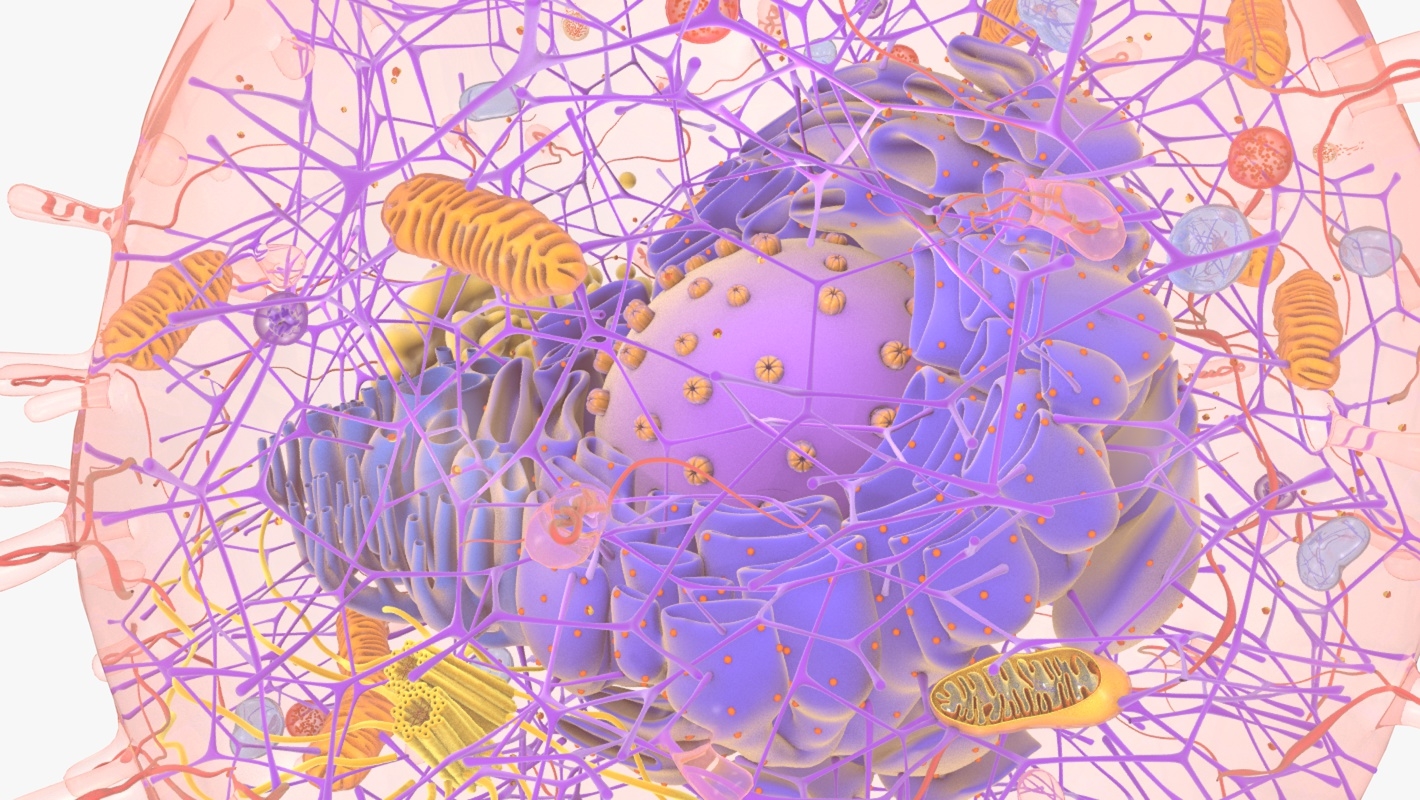 Human cell nucleus 3D model - TurboSquid 1408314