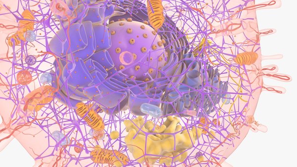 Human cell nucleus 3D model - TurboSquid 1408314