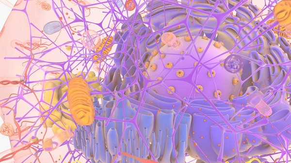 Human cell nucleus 3D model - TurboSquid 1408314
