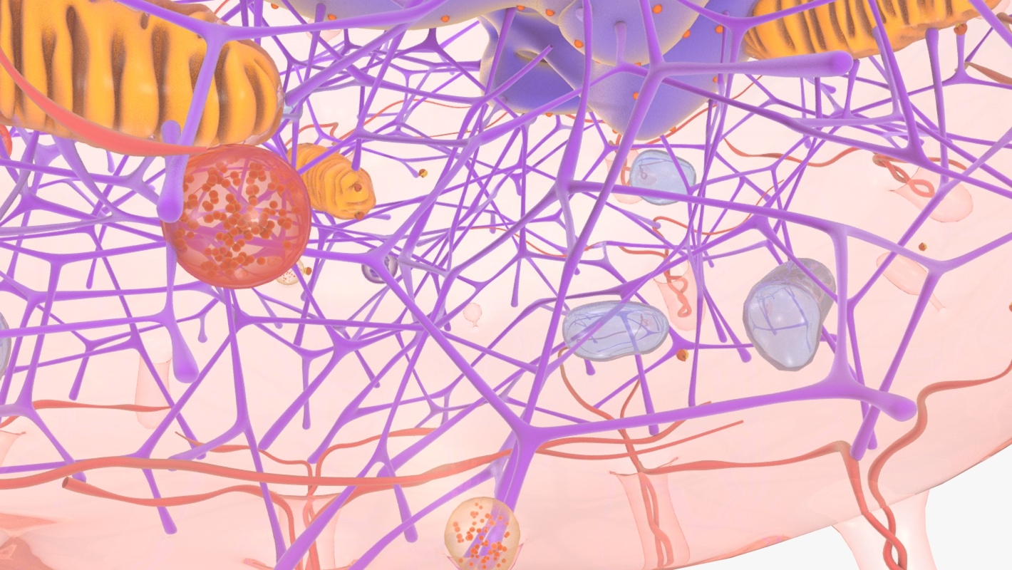 Human Cell Nucleus 3d Model Turbosquid 1408314