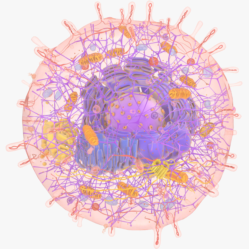 Human cell nucleus 3D model - TurboSquid 1408314