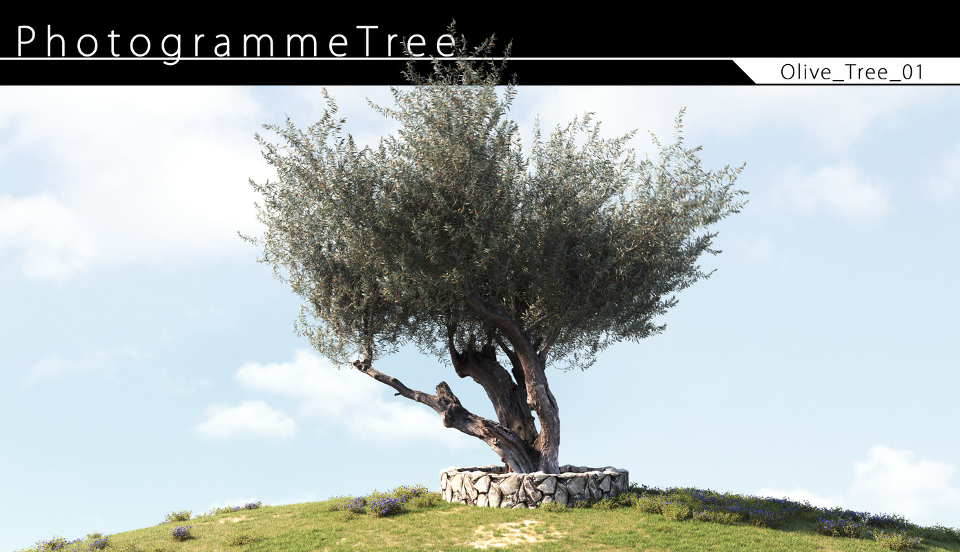 3D olive tree - TurboSquid 1408792