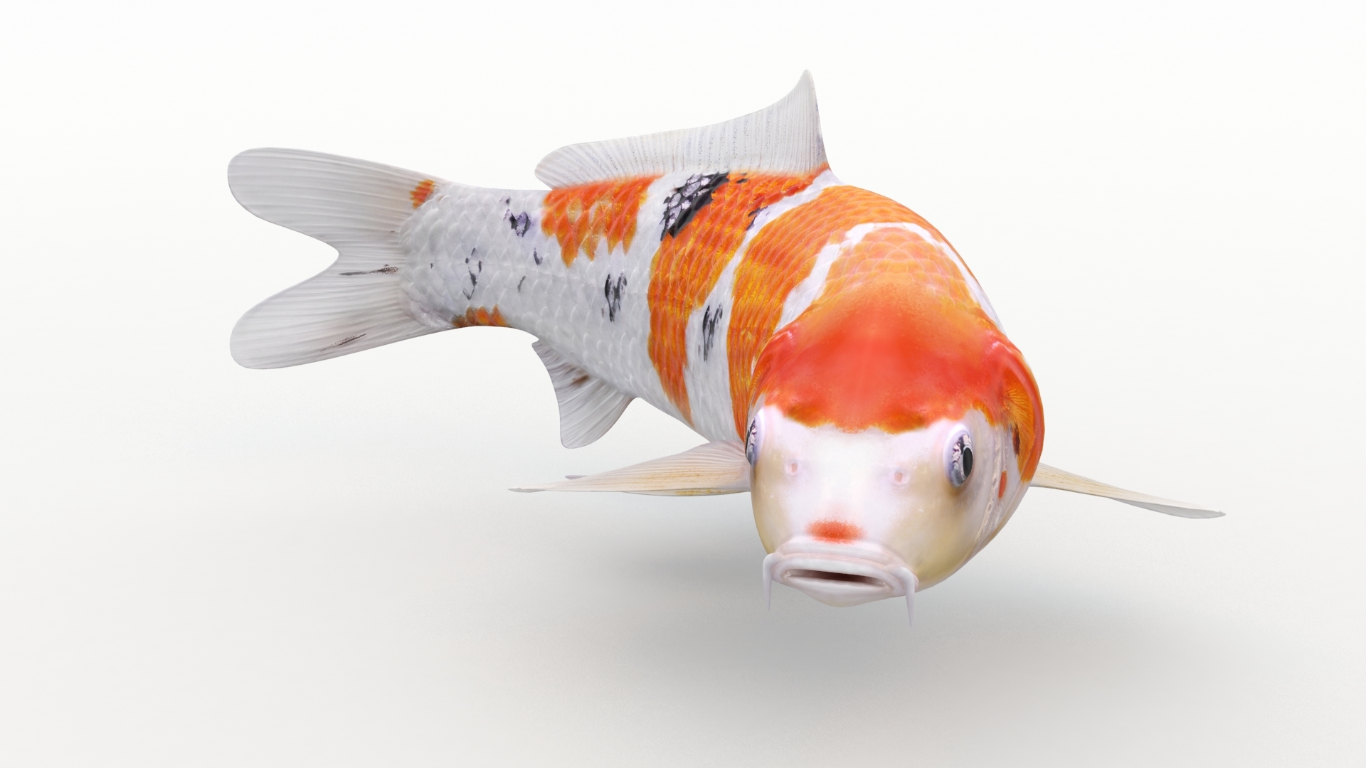 3D model koi fish animation - TurboSquid 1409075