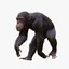 chimpanzee rigged biped 3d model