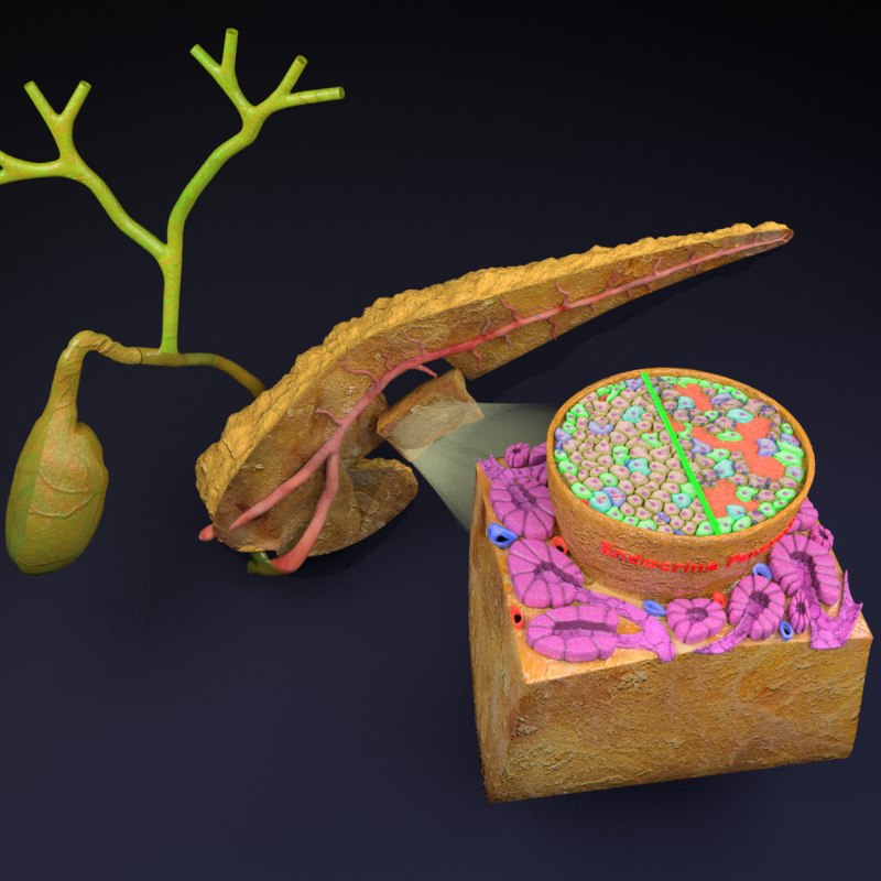 Pancreas diabetes anatomy islets model - TurboSquid 1409362