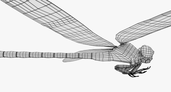 Libelle 3D-Modell - TurboSquid 1410009