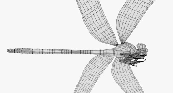 Libelle 3D-Modell - TurboSquid 1410009