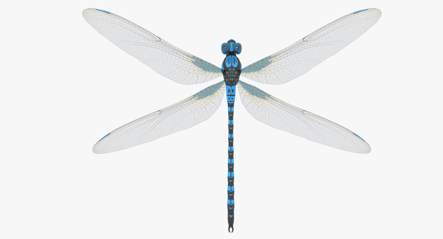 3D dragonfly model - TurboSquid 1410009