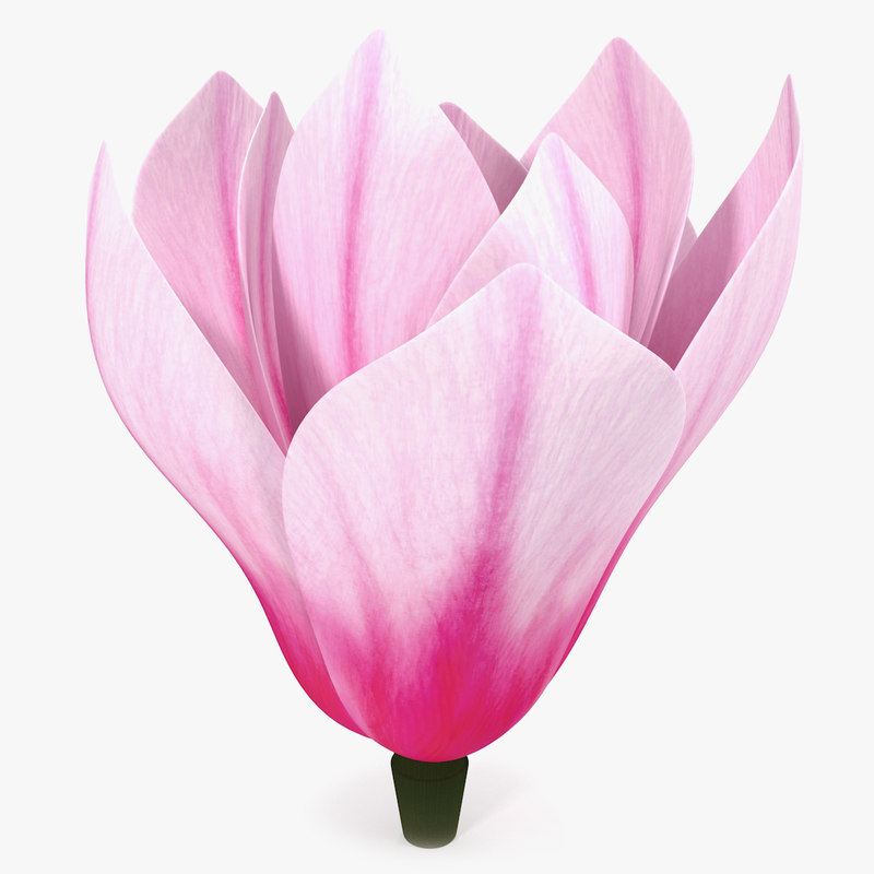 Magnolia flower plant 3D model - TurboSquid 1410140