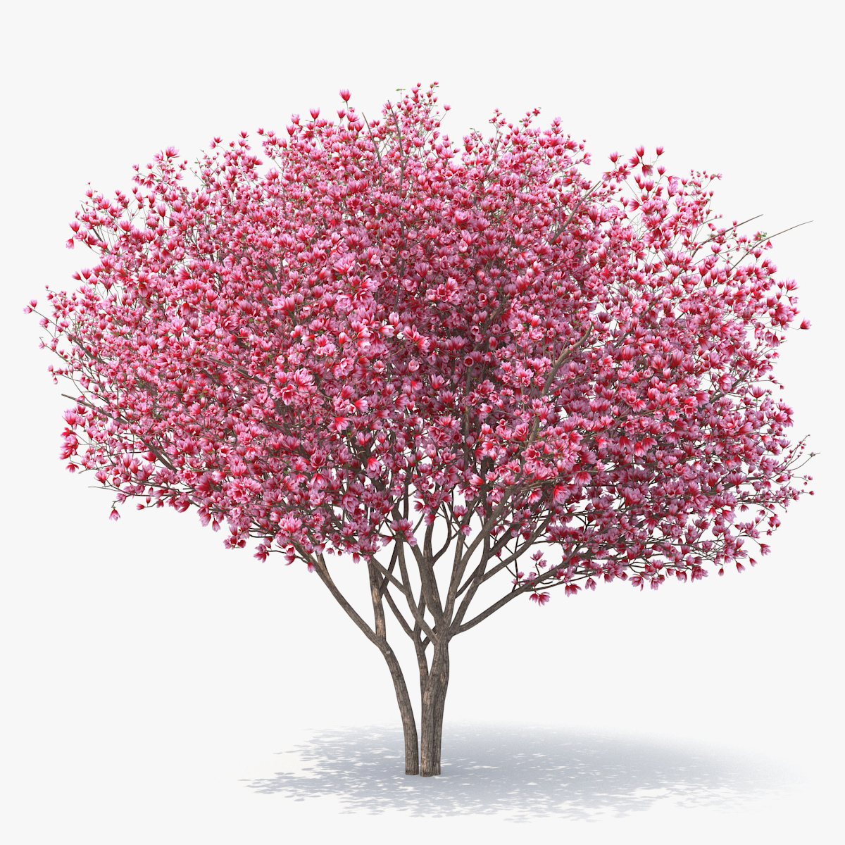 Magnolia tulip tree 3D - TurboSquid 1410139