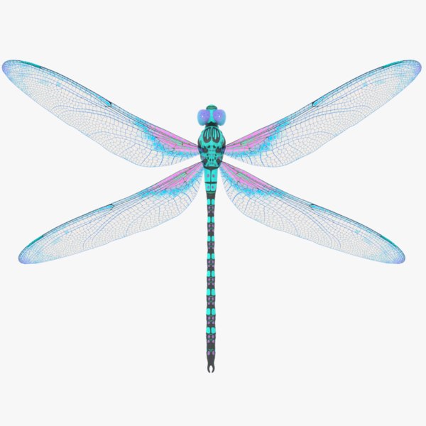 Dragonfly 3D Models for Download | TurboSquid