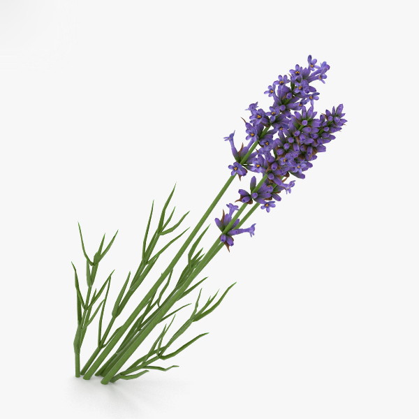 3D Lavender Models | TurboSquid