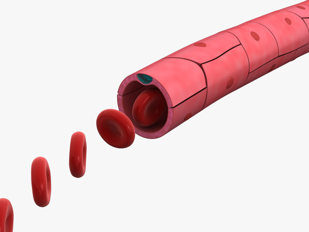 3D small blood vessel capillary model - TurboSquid 1411153