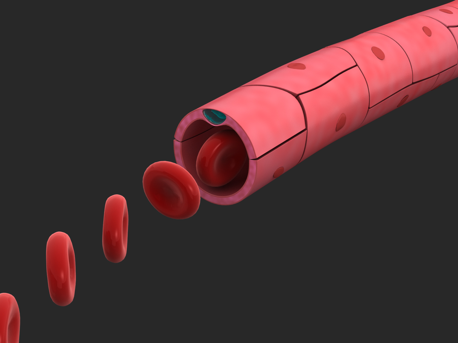 3D small blood vessel capillary model - TurboSquid 1411153