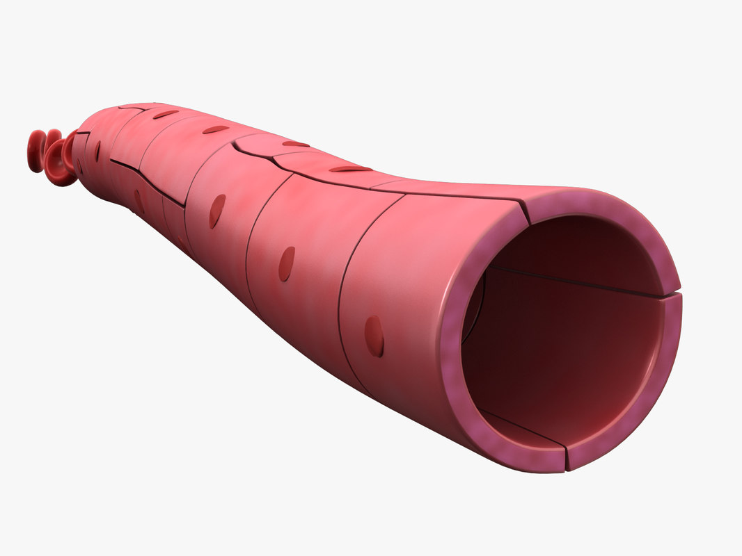 3D small blood vessel capillary model - TurboSquid 1411153