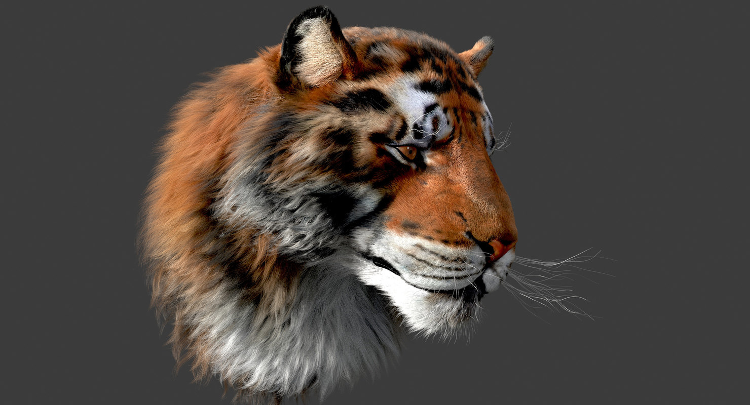 3D model tiger head - TurboSquid 1411173