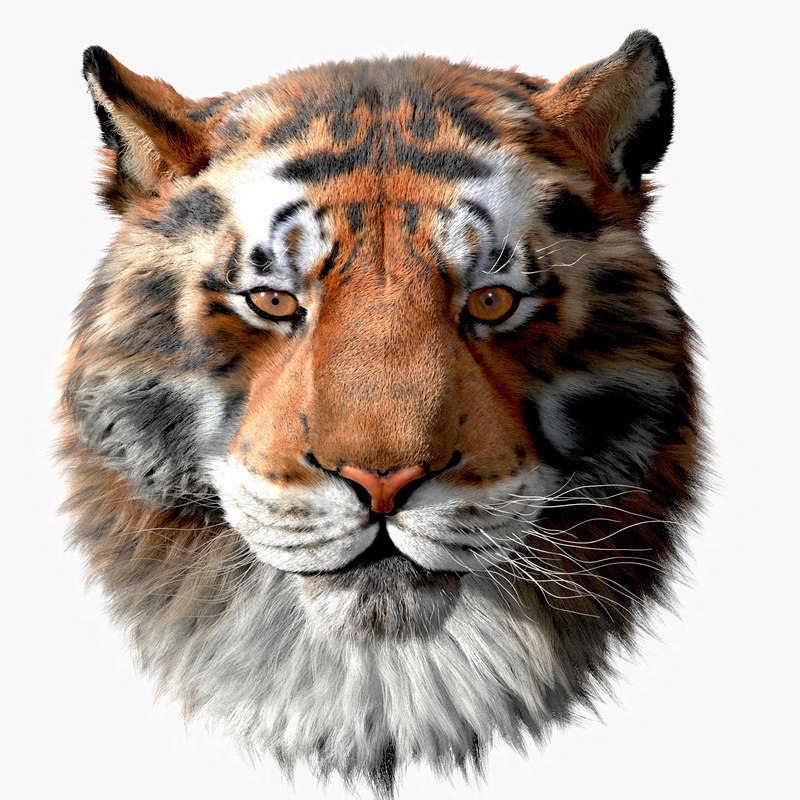 3D model tiger head - TurboSquid 1411173