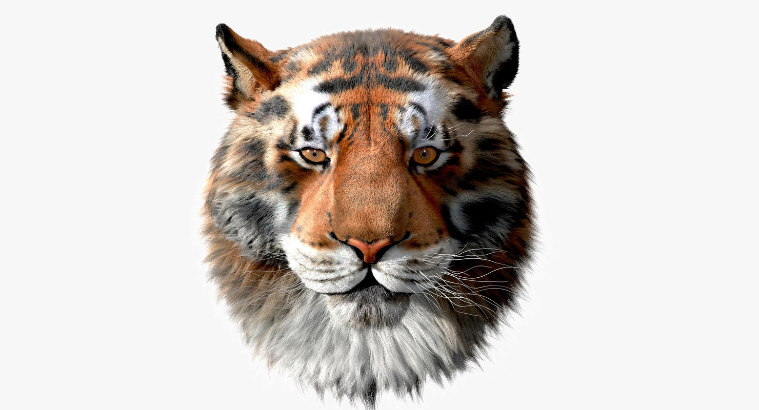 3D model tiger head - TurboSquid 1411173