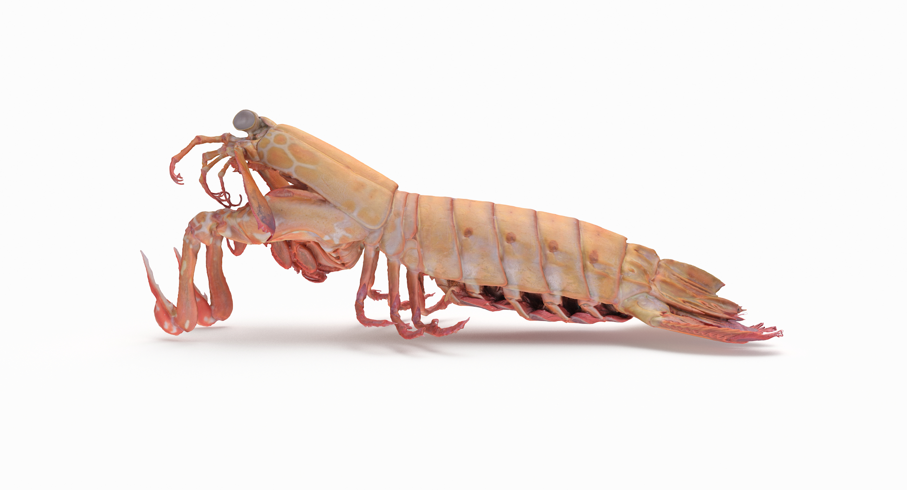 Mantis shrimp 3D model - TurboSquid 1411886