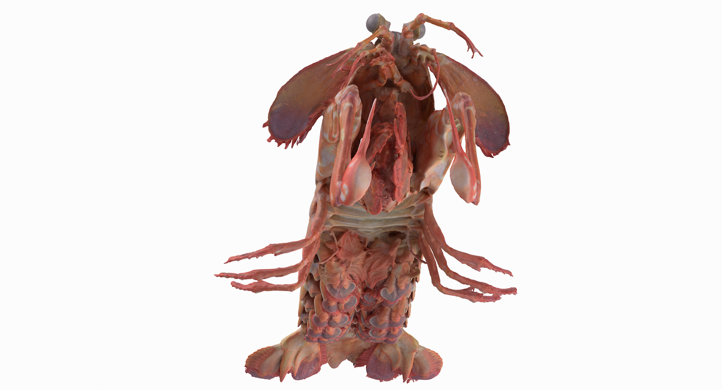 Mantis shrimp 3D model - TurboSquid 1411886