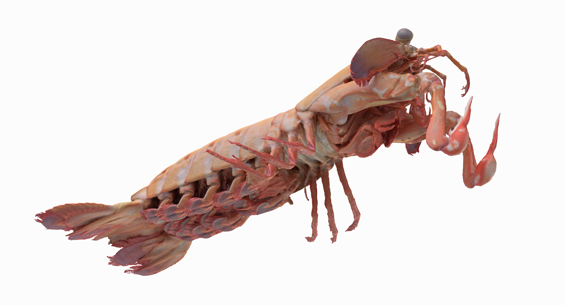 Mantis shrimp 3D model - TurboSquid 1411886
