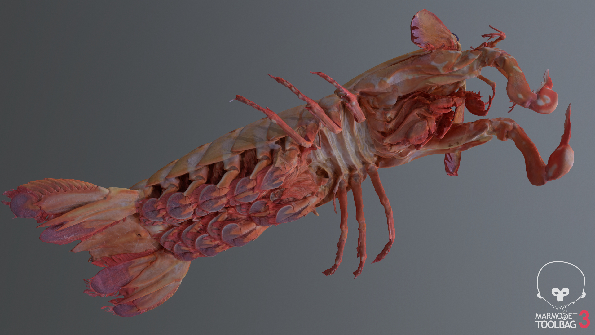 Mantis shrimp 3D model - TurboSquid 1411886
