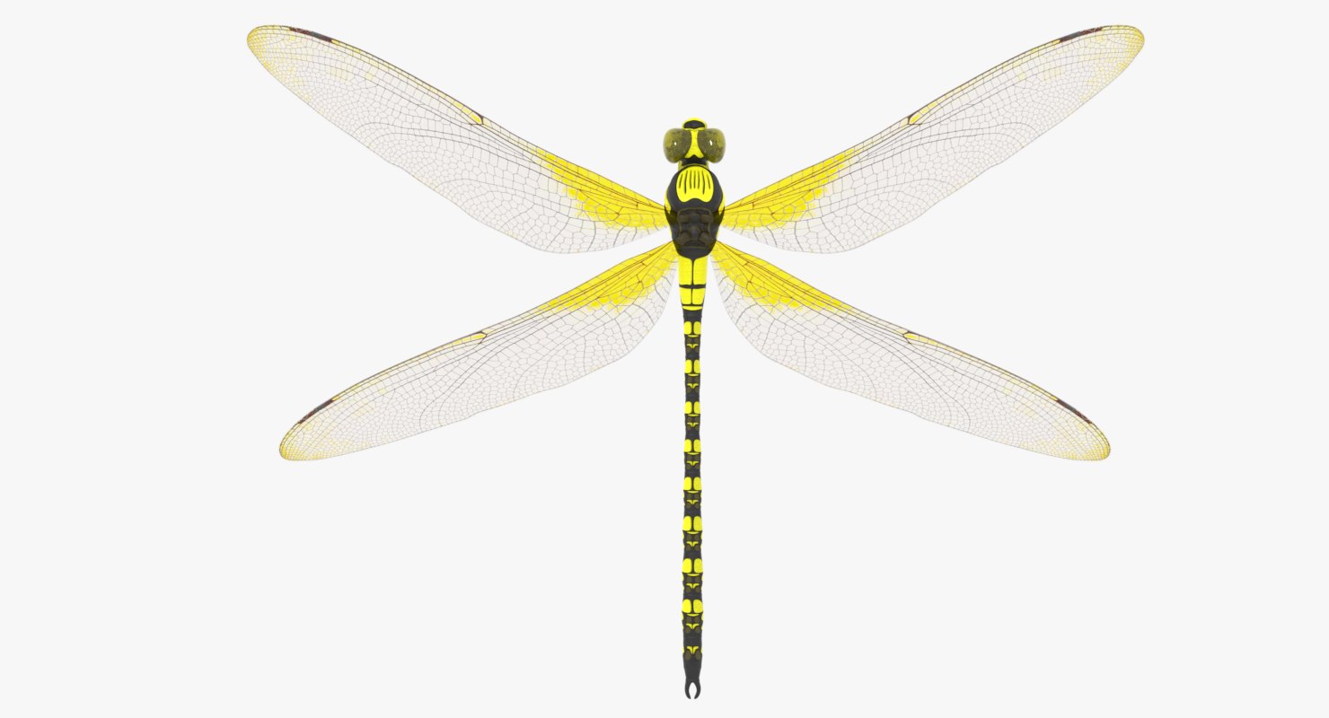Dragonfly 3D model - TurboSquid 1412203