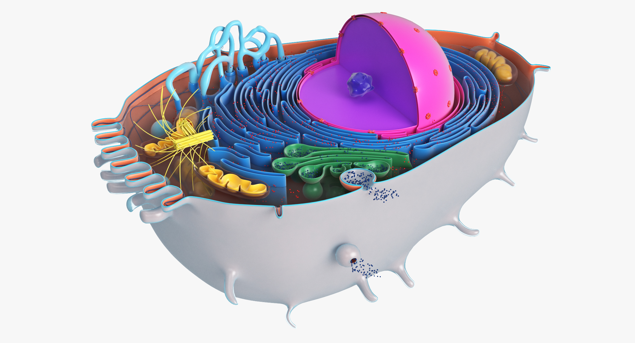 Modello 3D Cellula animale 2 - TurboSquid 1412296